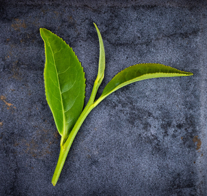 Canadian Spring Flush 2025 – Westholme Tea Company